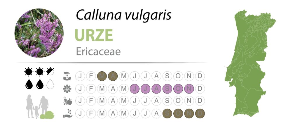 Urze | Plantei.eu