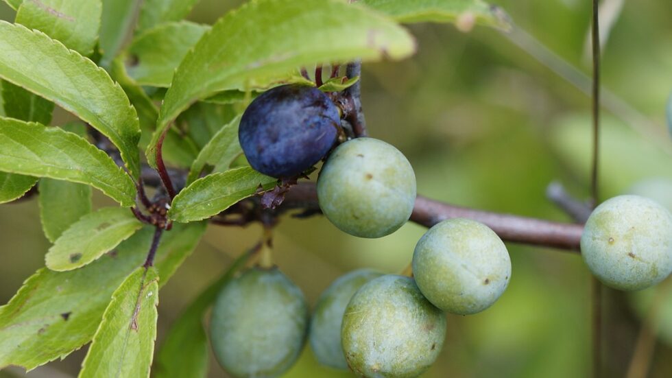 Abrunho-bravo | Plantei.eu